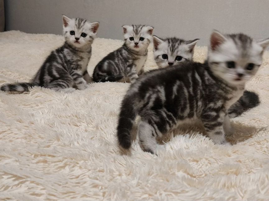 Шотландские вислоухие и прямоухие котята