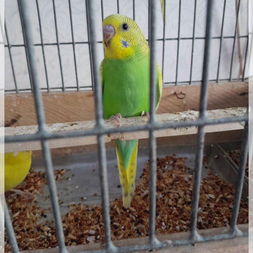 Волнистый попугай (малыш)