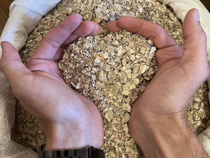 Ракушка морская кормовая