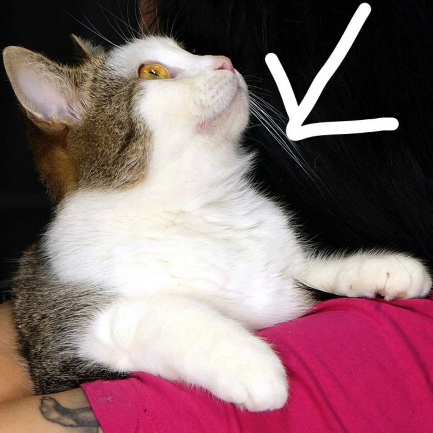 Хурма кошка в добрые руки