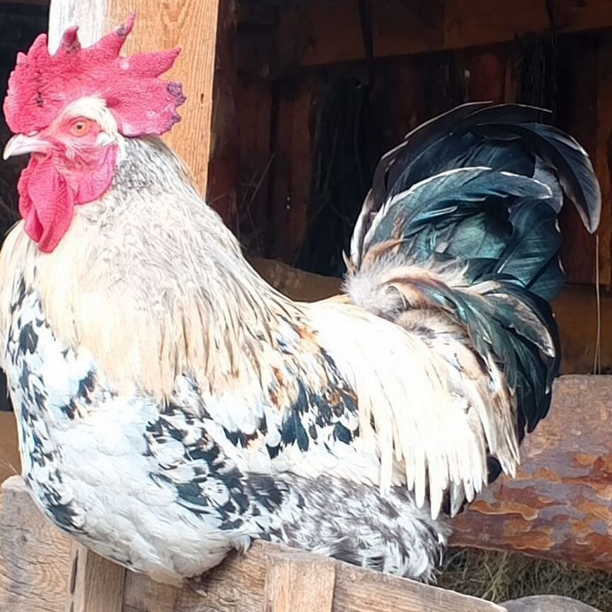 Петух молодой