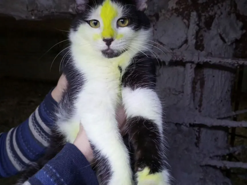 Котенок