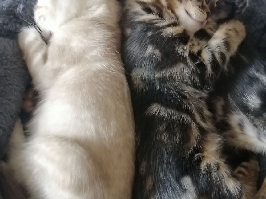 Бенгальские котята