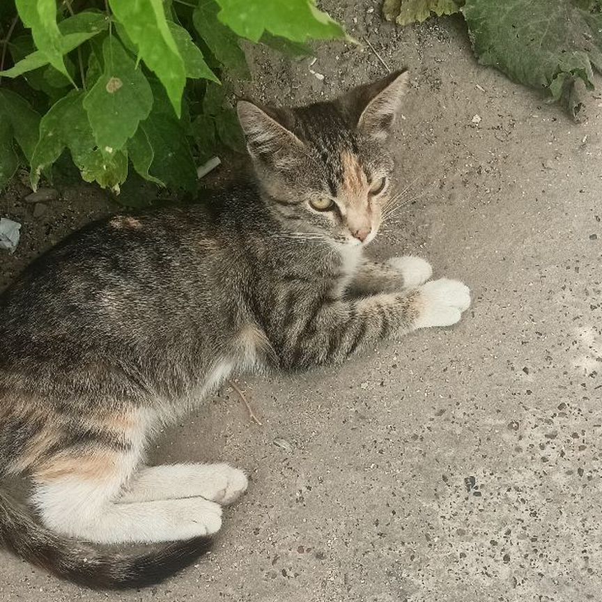 Отдам в добрые руки маленькую кошечку,ласковая