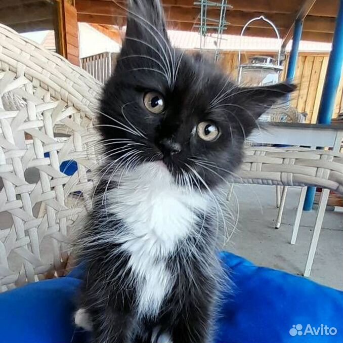 Пристрою котенка