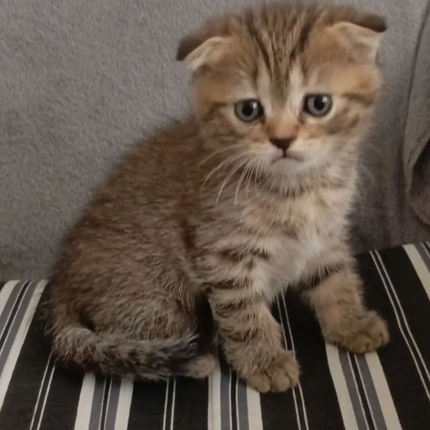 Шотландская вислоухая кошка