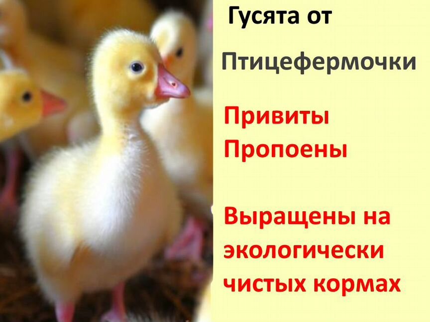 Гусята подрощенные, взрослые гуси. Доставка