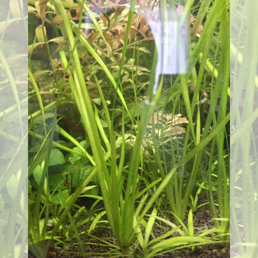 Валлиснерия для аквариума