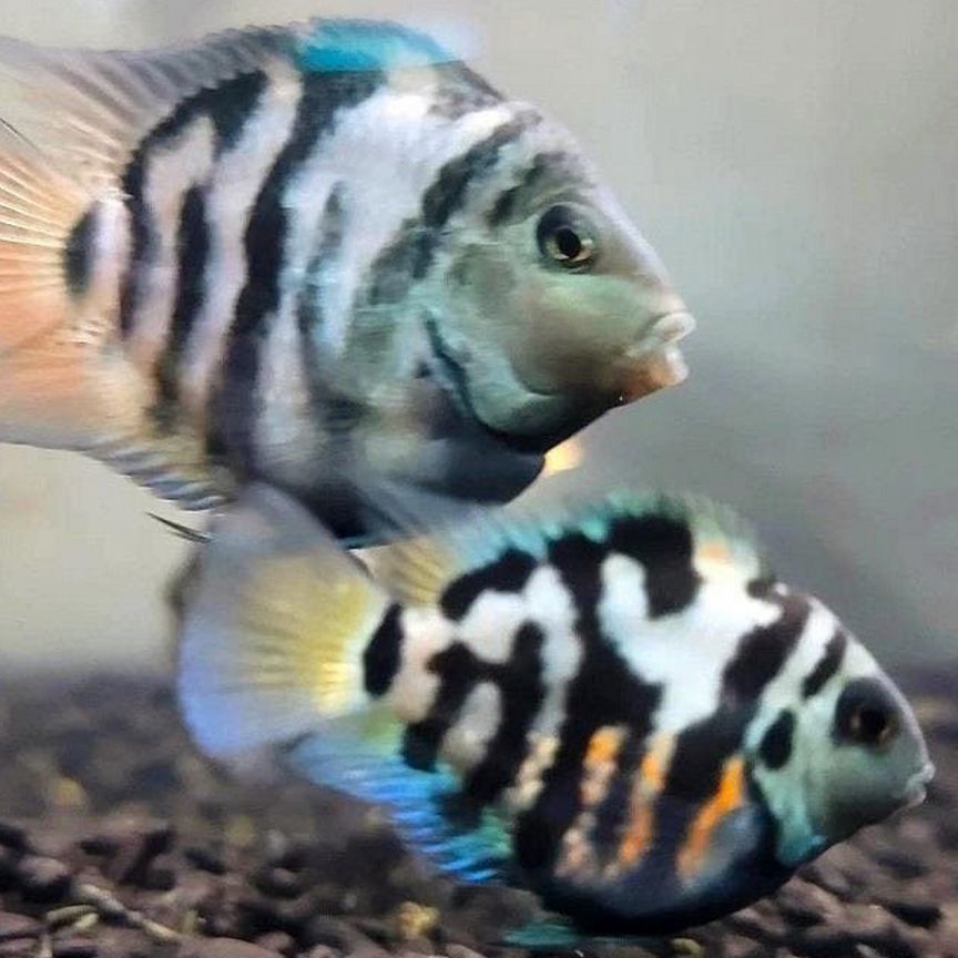 Аквариумные рыбки