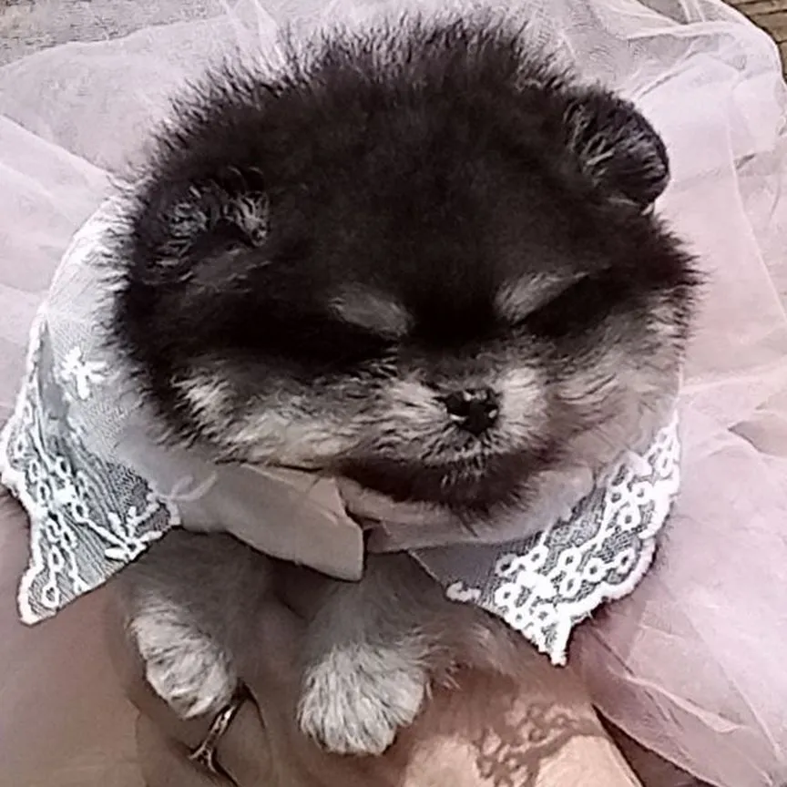 Принцесса эва