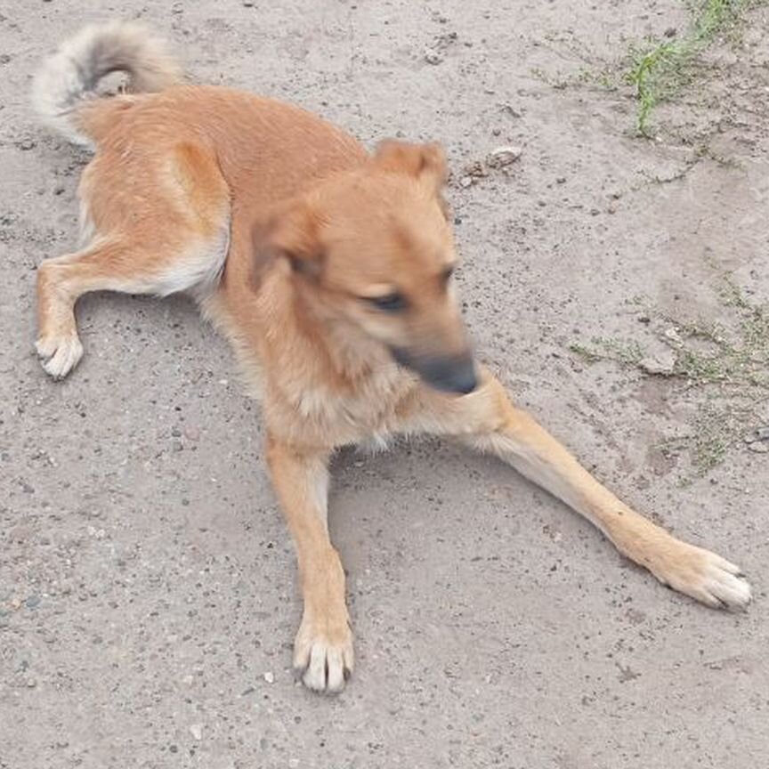 Собака