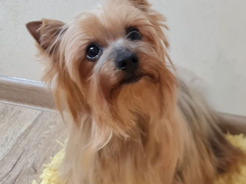 Йоркширский терьер взрослая девочка