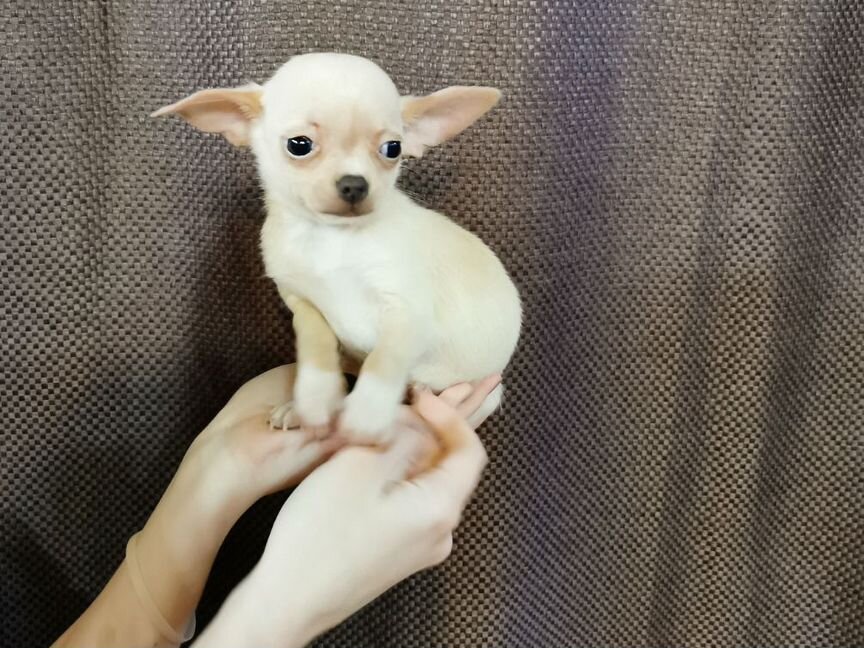 Супер мини чихуахуа