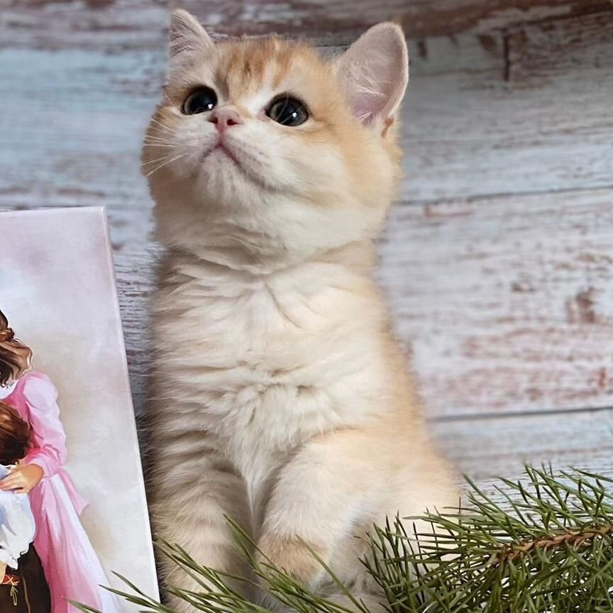 Британские золотые котята к новому году