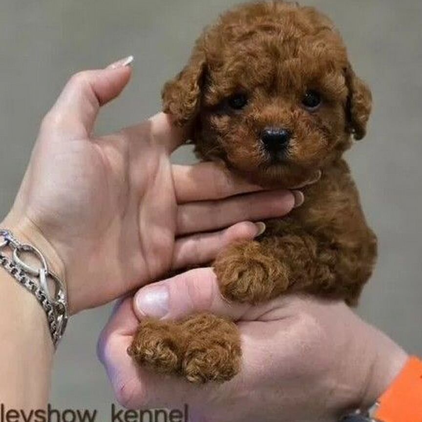 Той-пудель, щенок