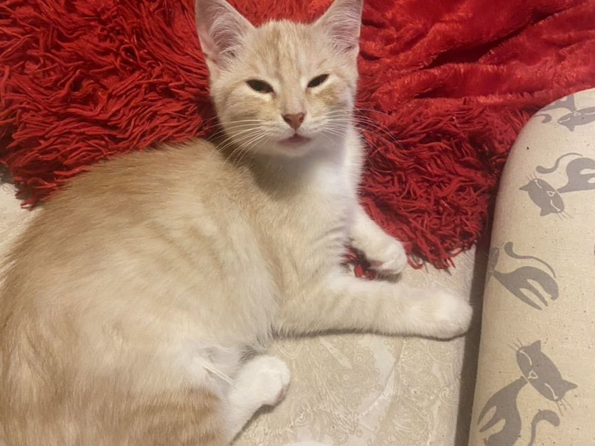 Котята в добрые руки 3 мальчика 2 мес