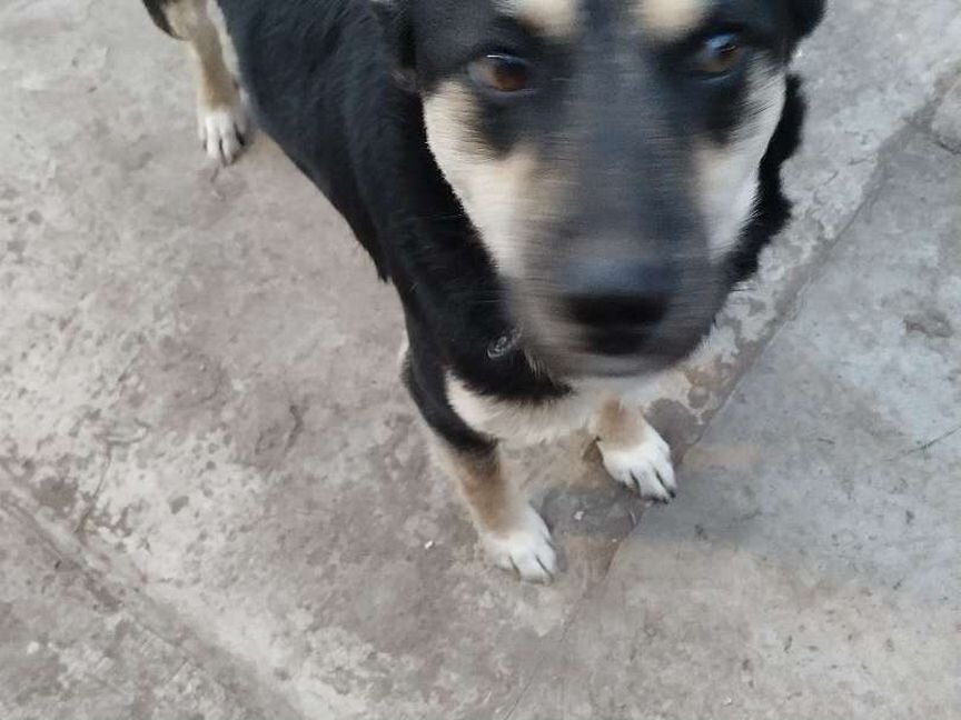 Собака стерилизованная