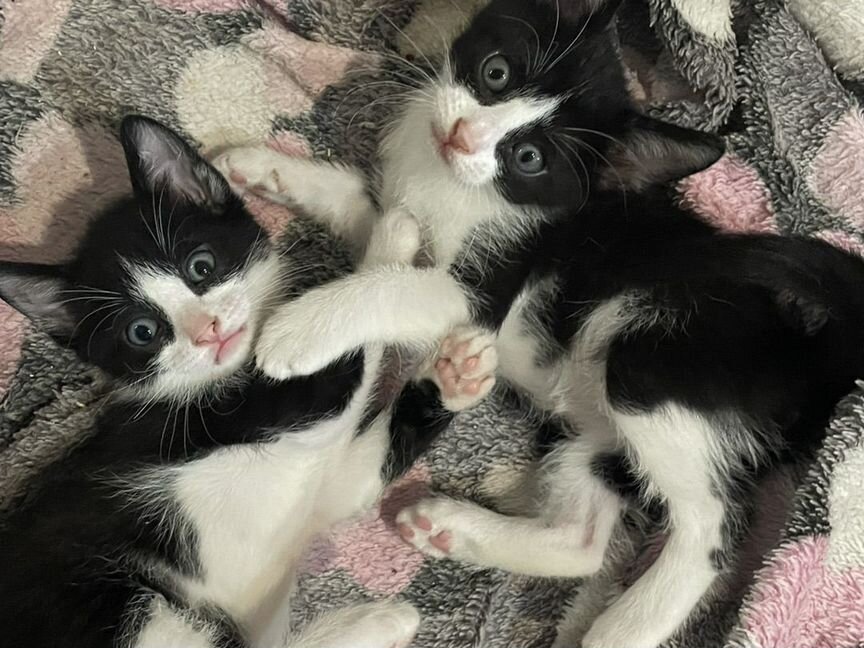 Канадский сфинкс котенок