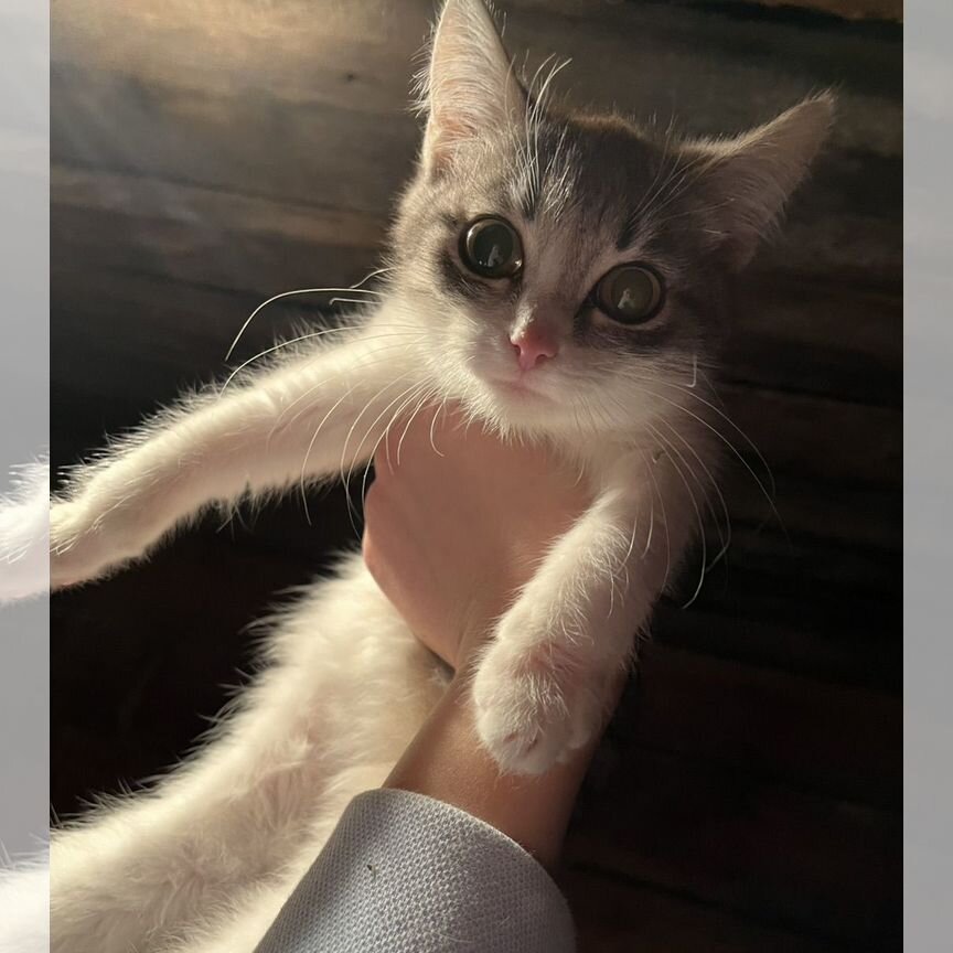 Котёнок в добрые руки