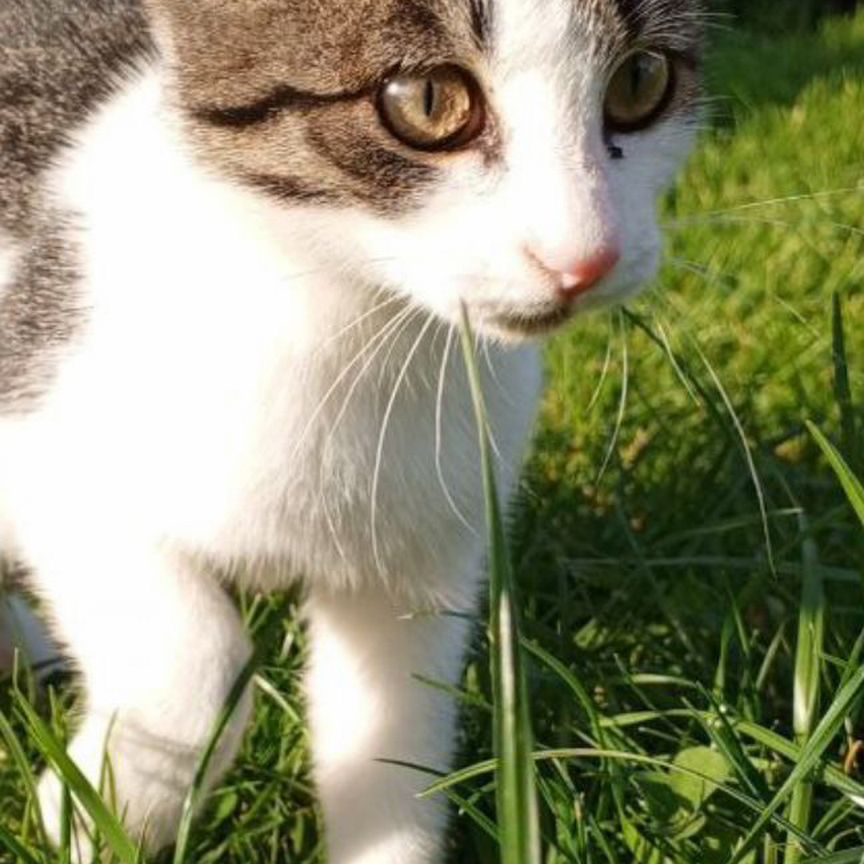 Котенок девочка