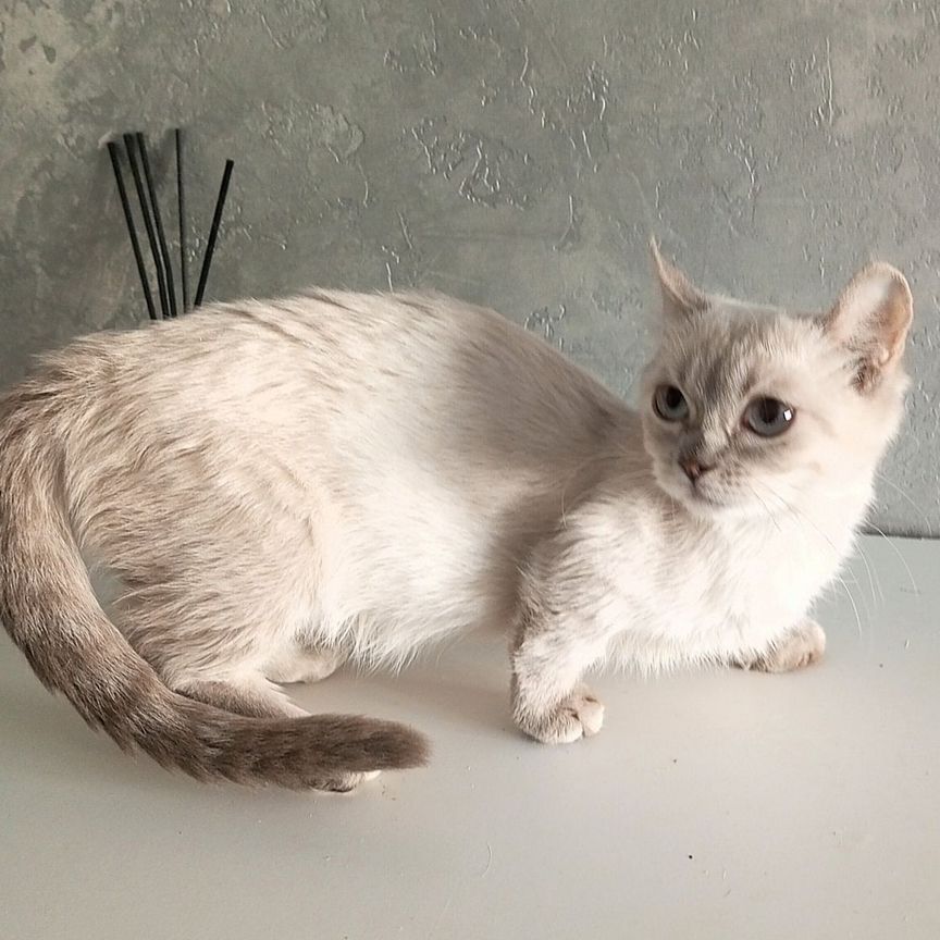 Кинкалоу девочка