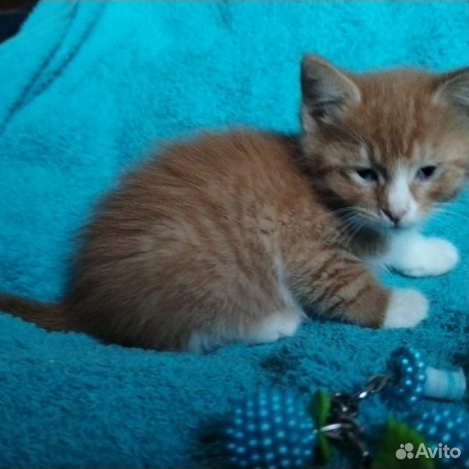Крошечный рыжий котенок в добрые руки