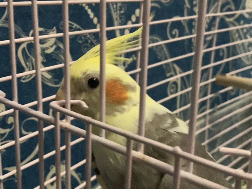 Попугай корелла с клеткой