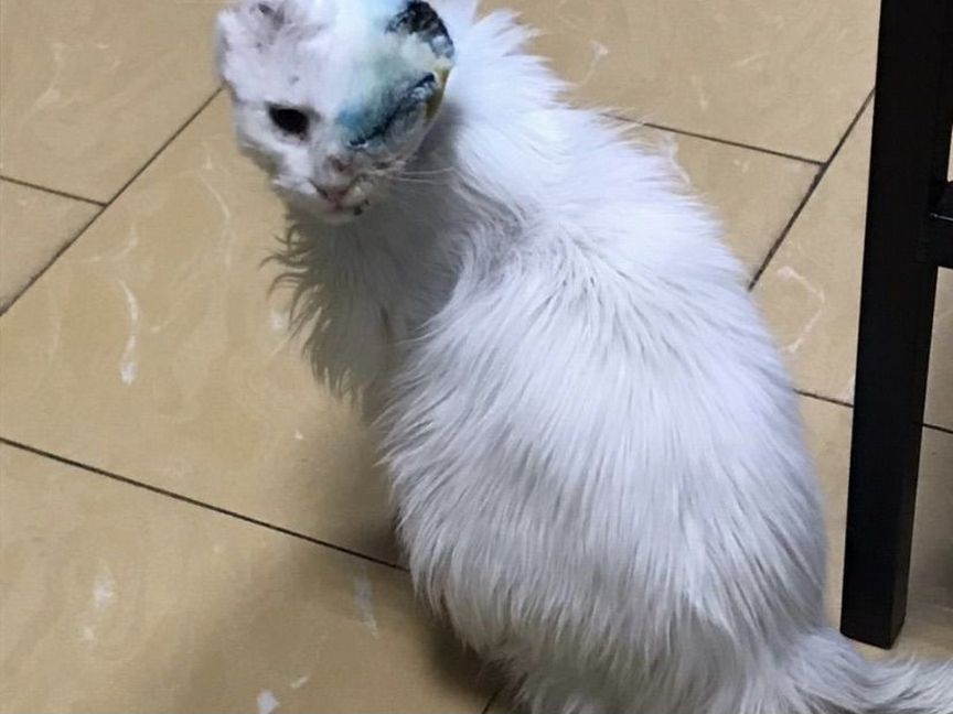 В добрые руки