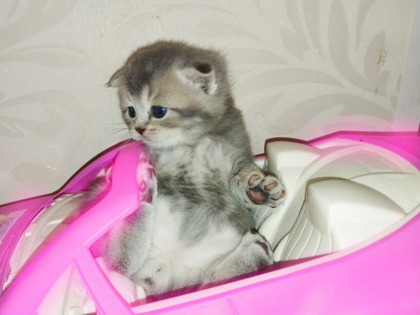 Шотландская вислоухая кошка