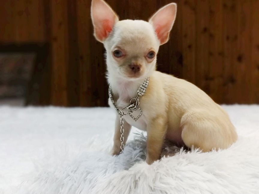 Чихуахуа.Зеленоглазая мини красотка