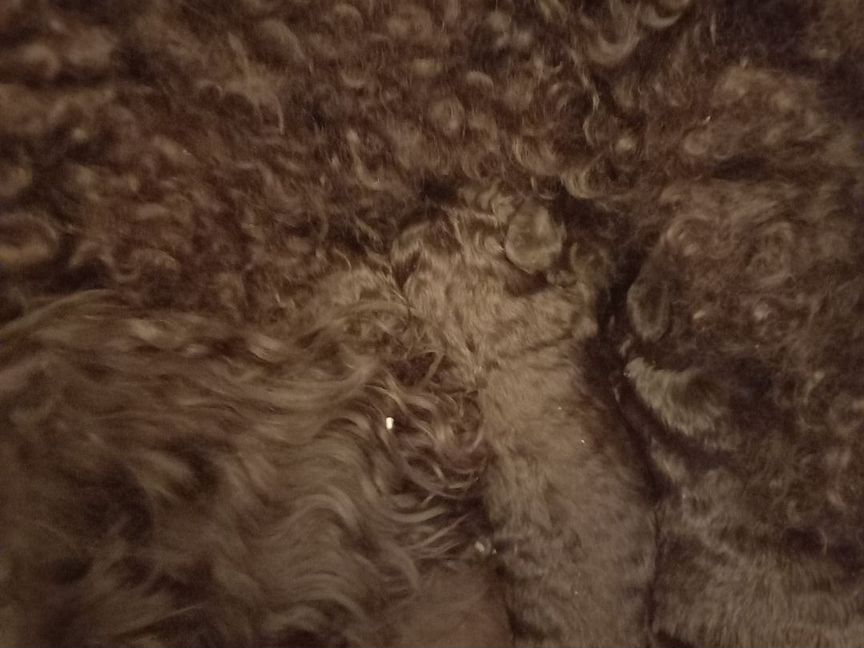 Продажа щенков пуделя миниатюра