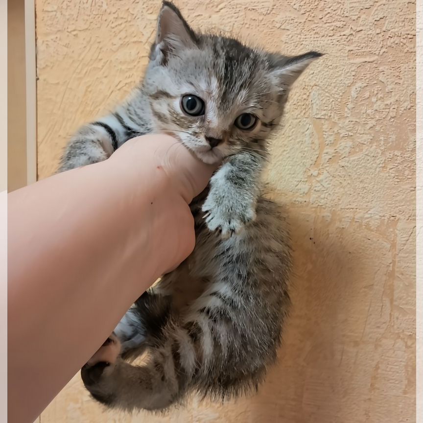 Шотландский прямоухий короткошёрстный котёнок