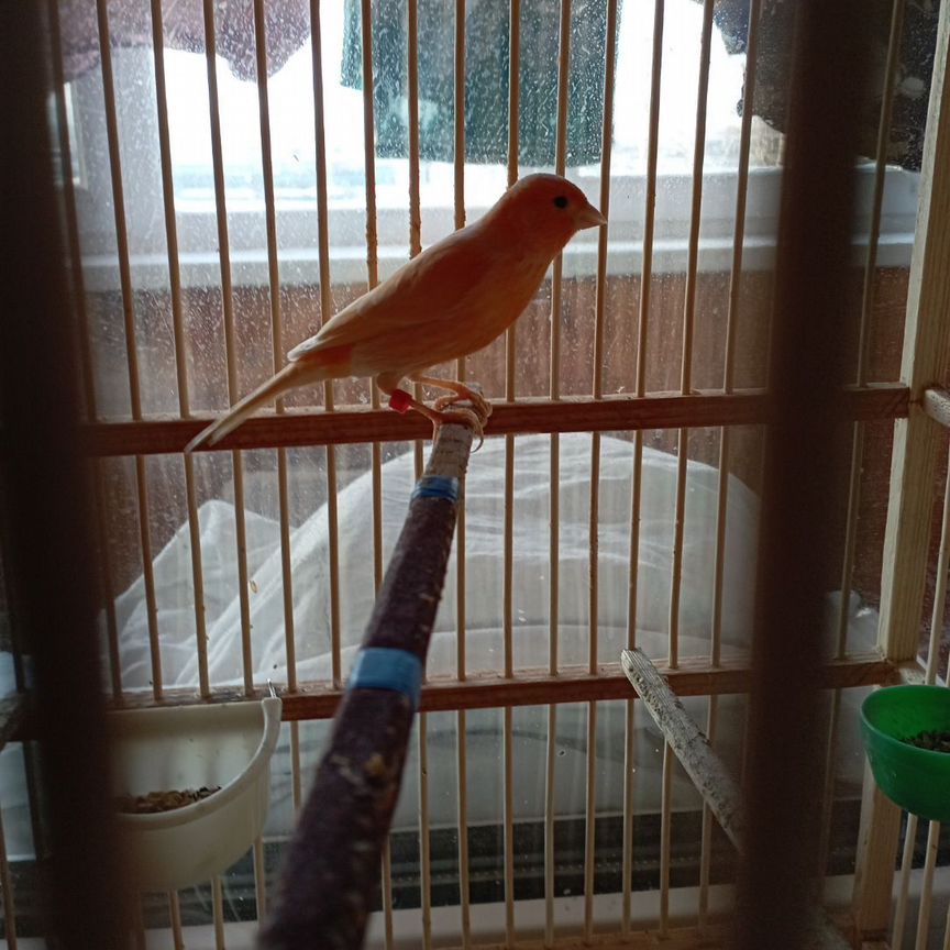 Кенара и канарейки