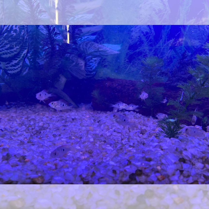 Акара мальки