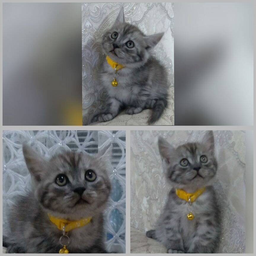 В добрые руки котенок британец
