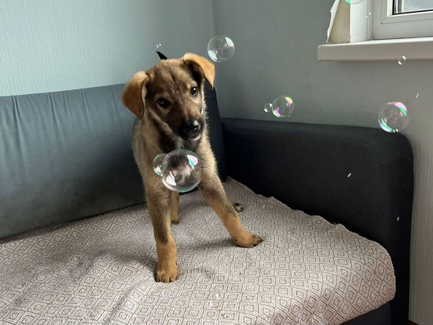 Щенок в добрые руки бесплатно