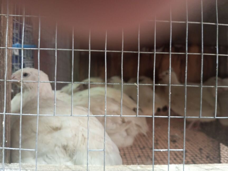 Перепел самец