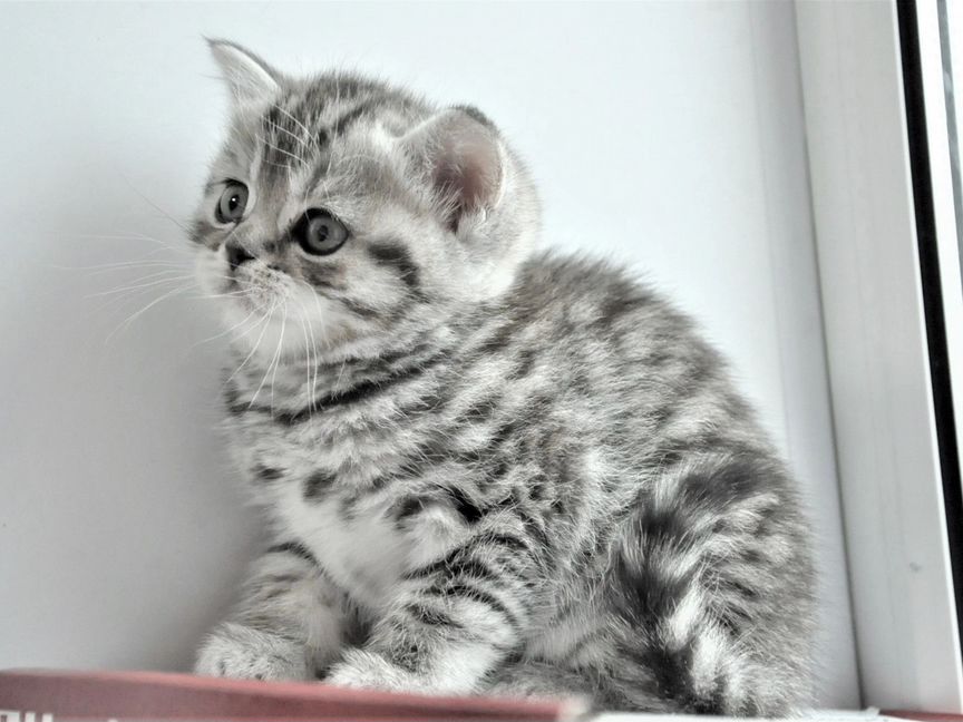 Шотландская девочка в редком окрасе