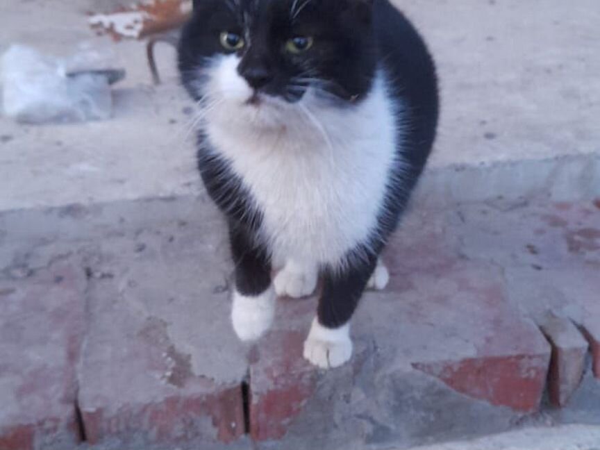 Пристраивается в добрые руки