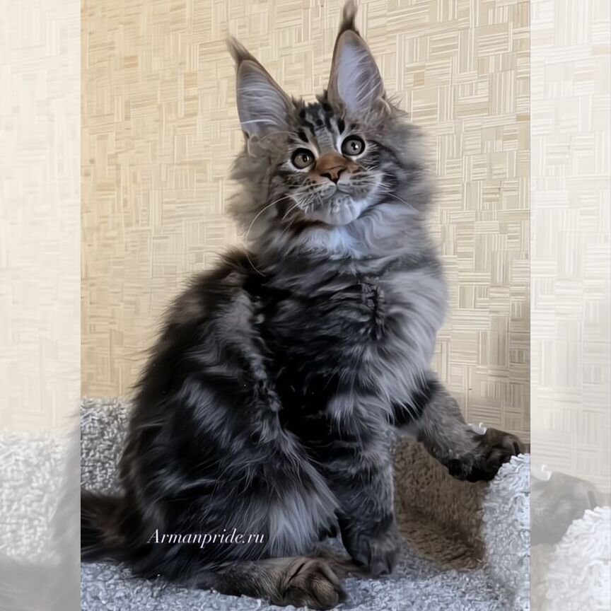 Мейн-кун котёнок