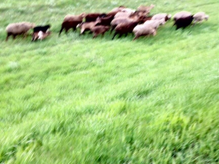 Овес Барань оптом Все вопрос по телефону