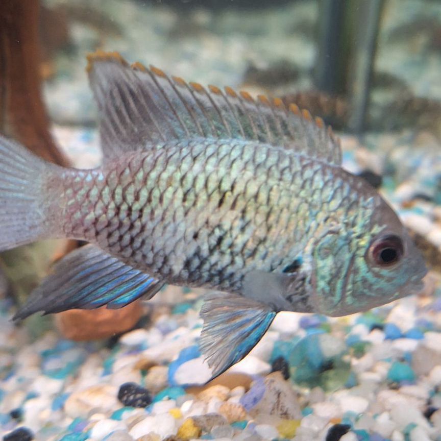 Нанакара блю