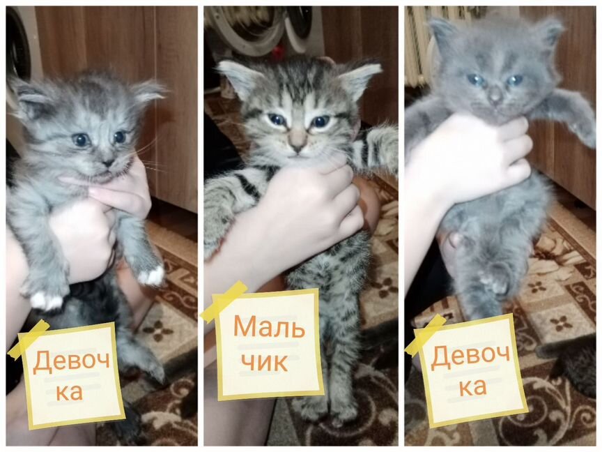 Кошки в добрые руки бесплатно