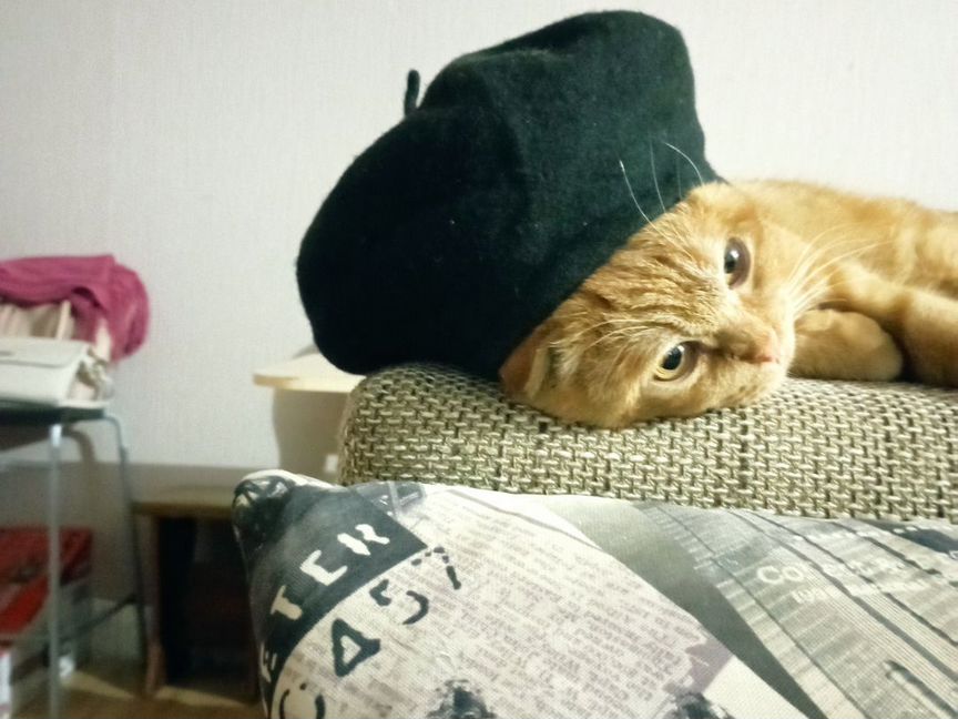 Кот француз