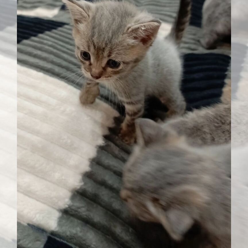 Котёнок в добрые руки