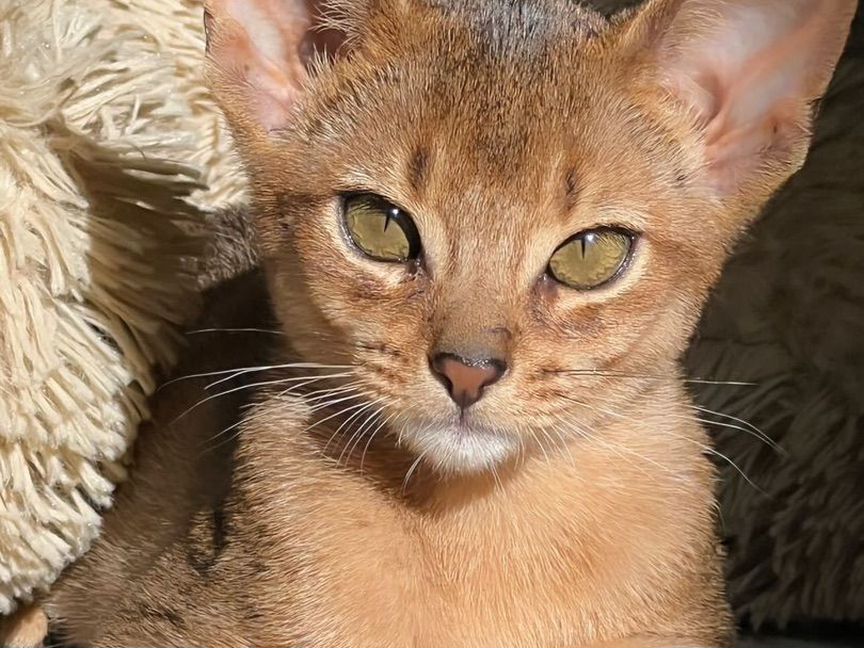 Абиссинские дети от 1.02.24