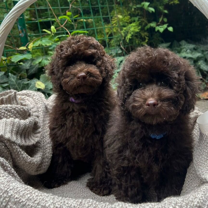 Той-пудель, щенок