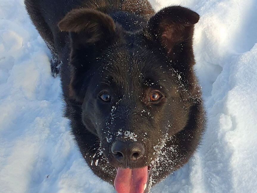 Щенок-подросток в добрые руки