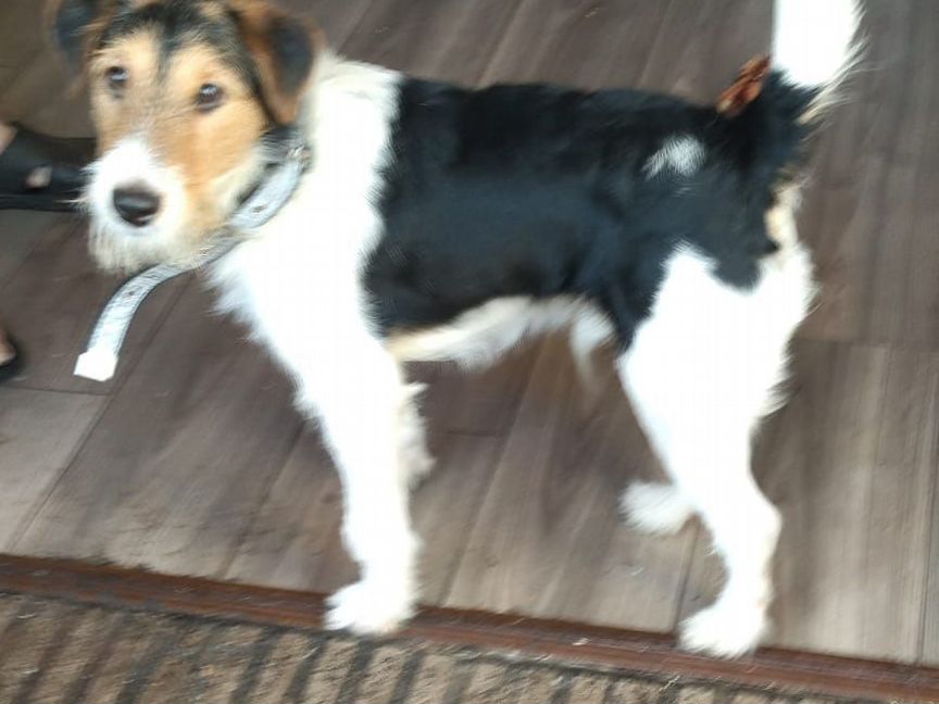 Продам Щенка Ягтерьера