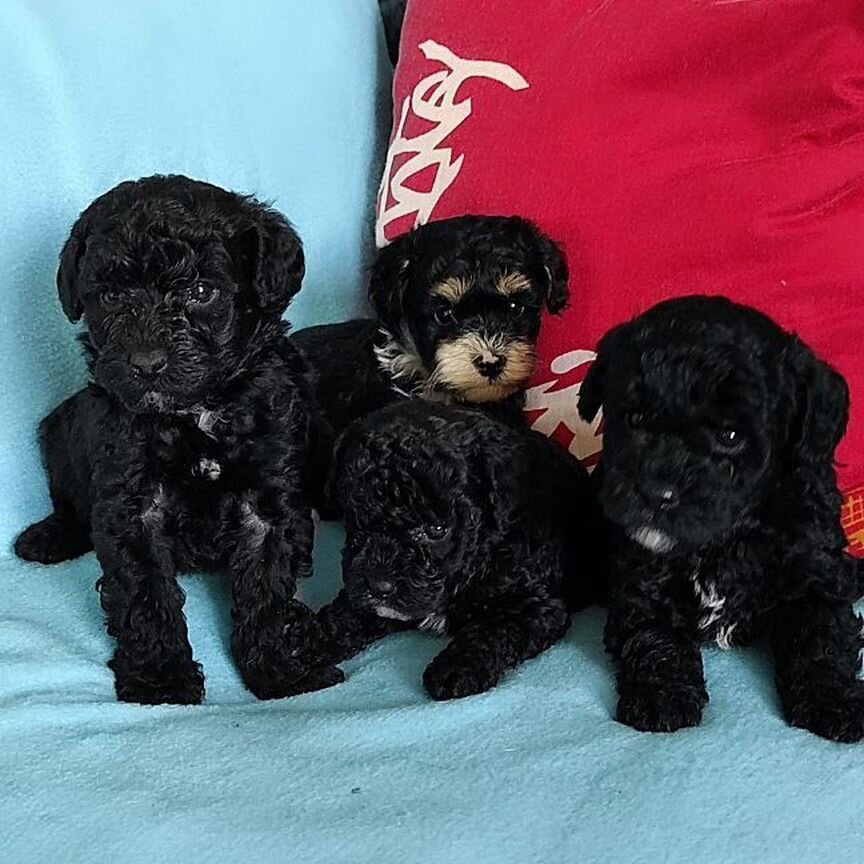 Черная мини девочка мальтипушка